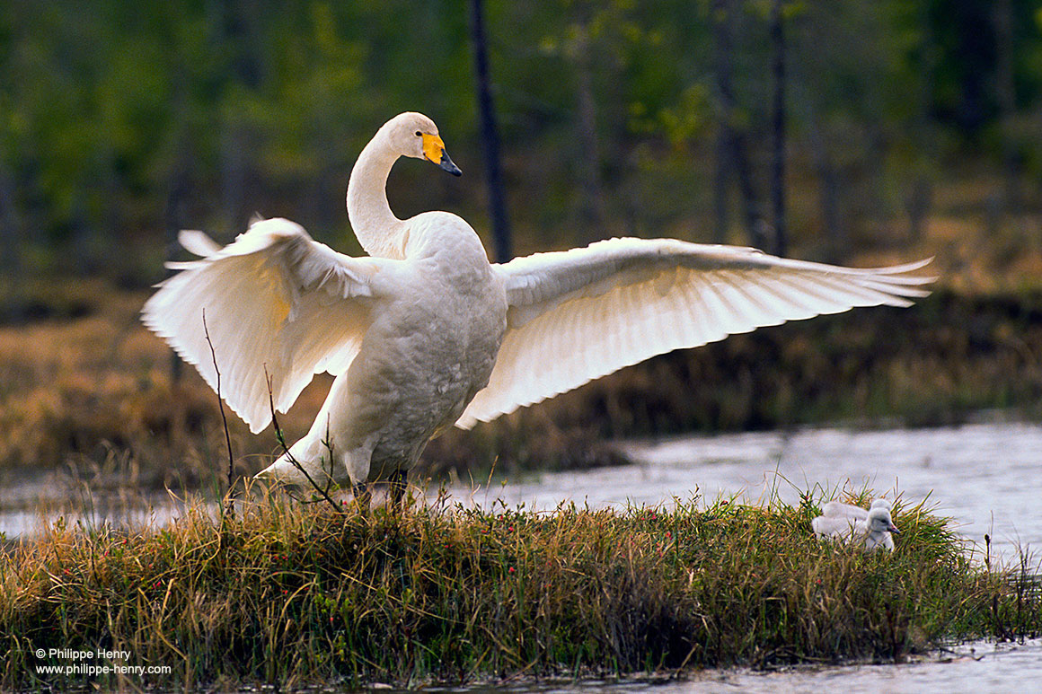 Sandhill Cranes in Quebec - The Canadian Nature Photographer
