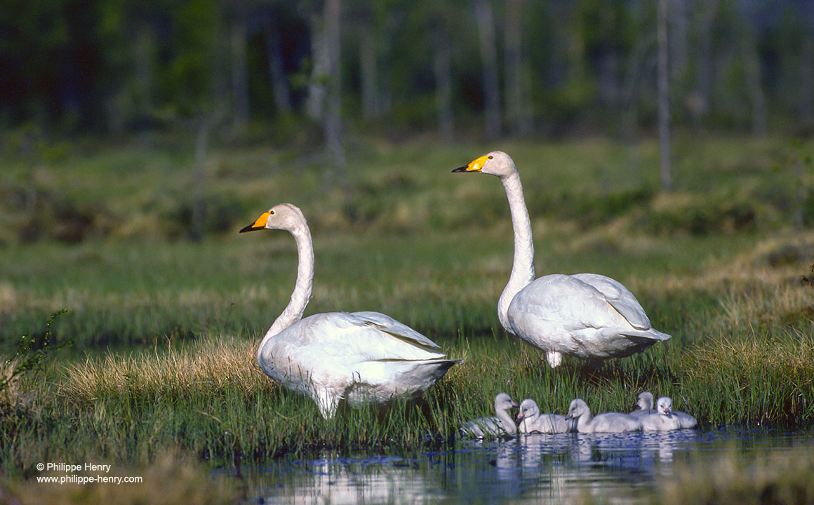 Sandhill Cranes in Quebec - The Canadian Nature Photographer
