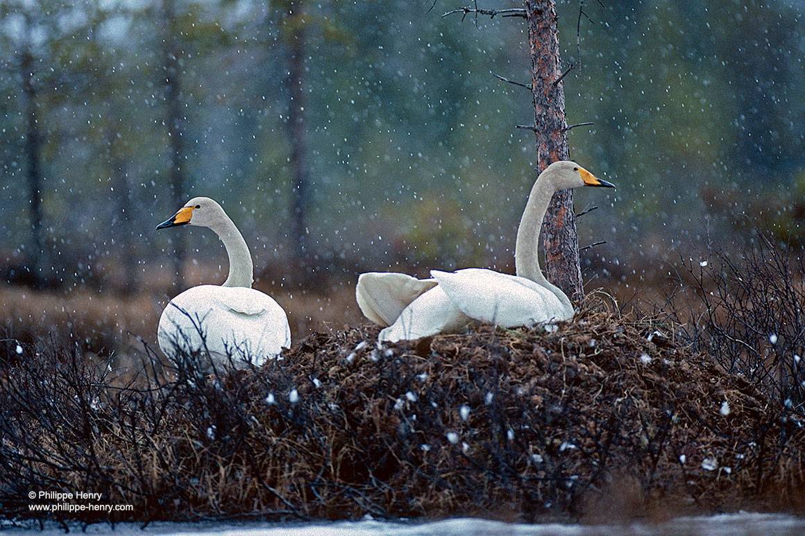 Sandhill Cranes in Quebec - The Canadian Nature Photographer