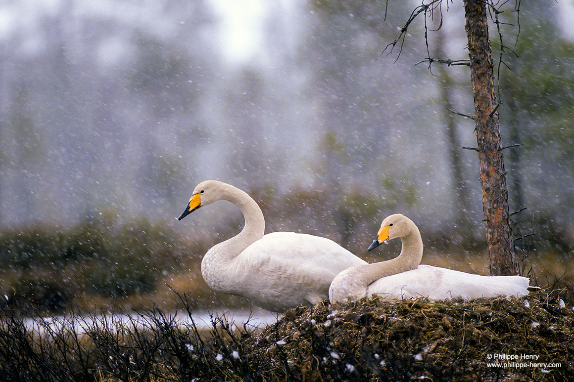 Sandhill Cranes in Quebec - The Canadian Nature Photographer