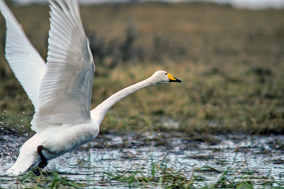 Sandhill Cranes in Quebec - The Canadian Nature Photographer