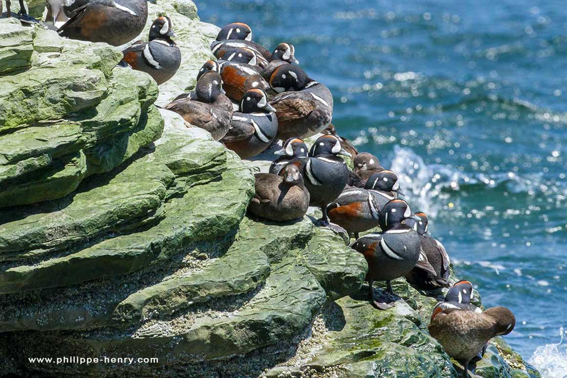 The Harlequin Duck, The Bird of the White waters by Philippe Henry ...