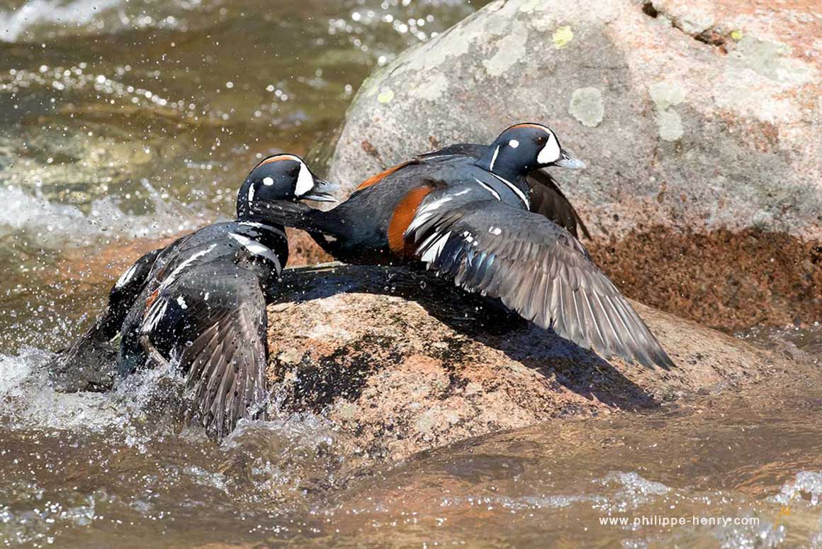 The Harlequin Duck, The Bird of the White waters by Philippe Henry ...