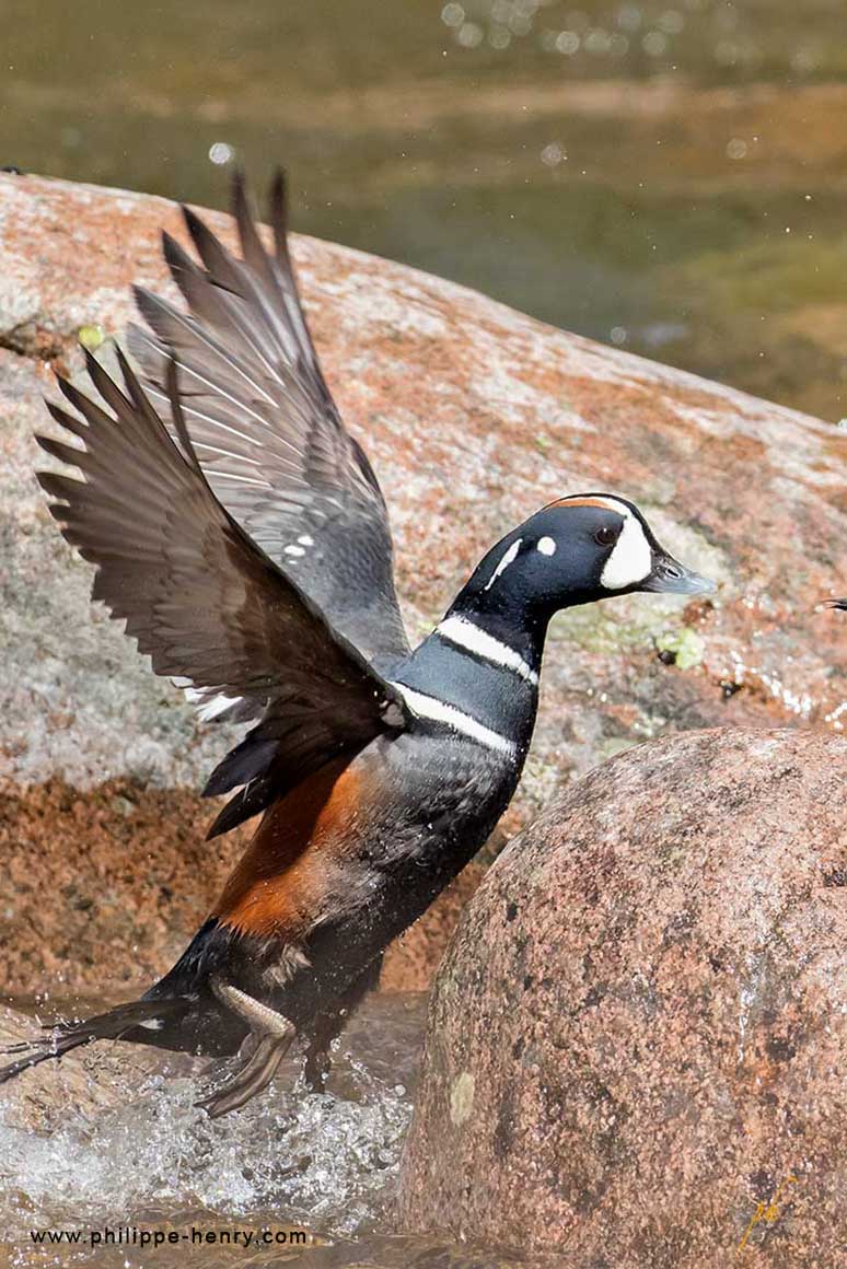 The Harlequin Duck, The Bird of the White waters by Philippe Henry ...